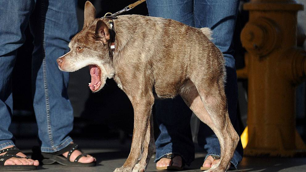 M t Peanut V rldens Fulaste Hund SVT Nyheter m-t-peanut-v-rldens-fulaste-hund-svt-nyheter