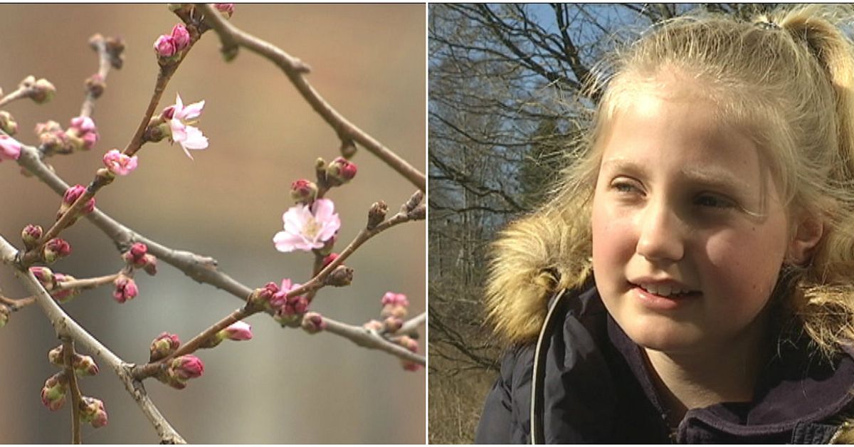 Halland bäst i landet SVT Nyheter