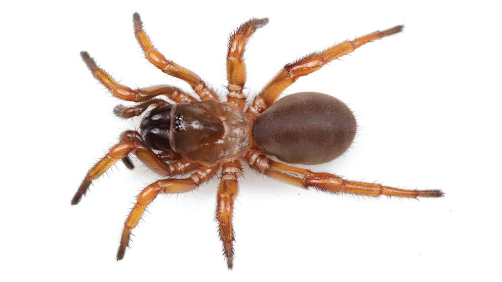 Ny spindelart upptäckt | SVT Nyheter