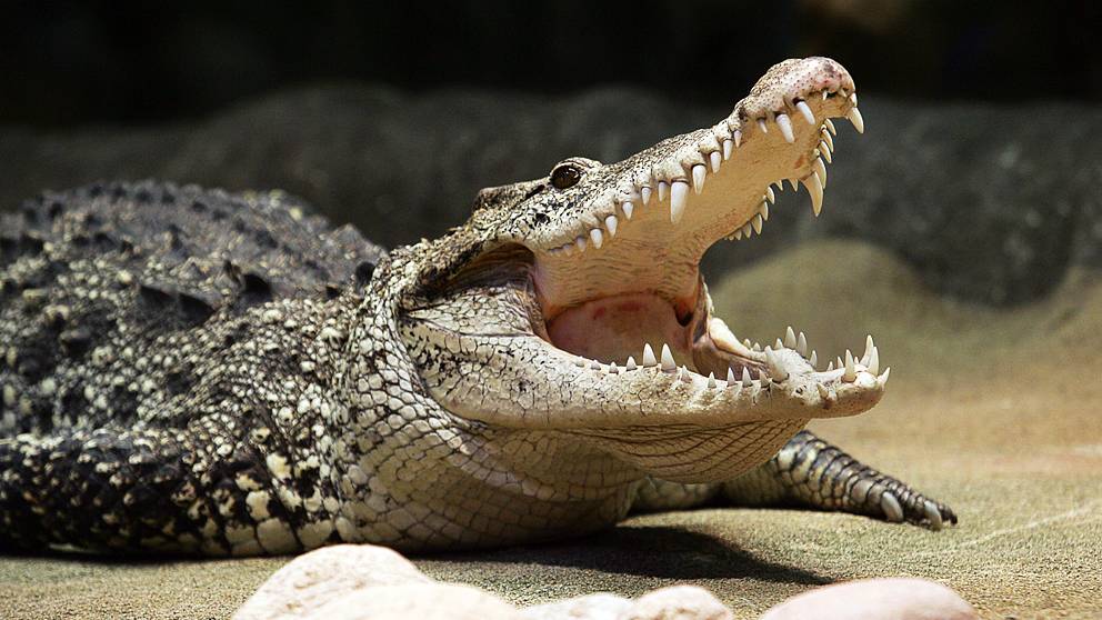 15 000 krokodiler rymde i Sydafrika | SVT Nyheter