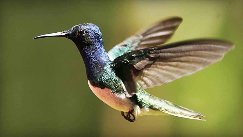 Spannende Kolibrin De Erfahrungen Fotos