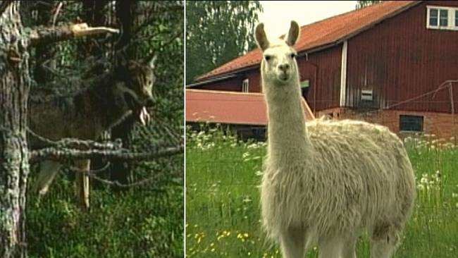 Lamadjur ska skydda fåren mot vargangrepp | SVT Nyheter