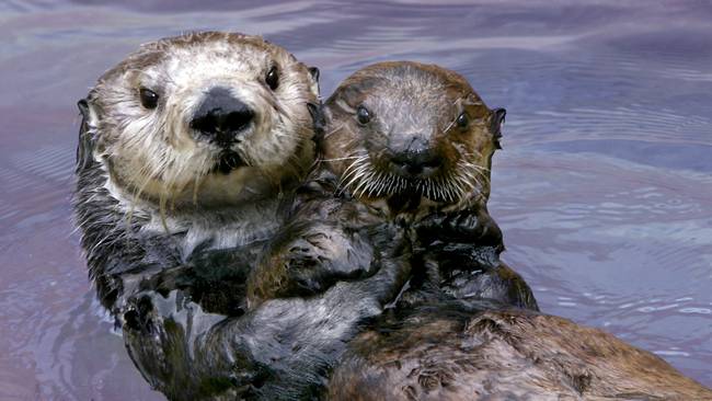 Utter på flykt från djurparken | SVT Nyheter