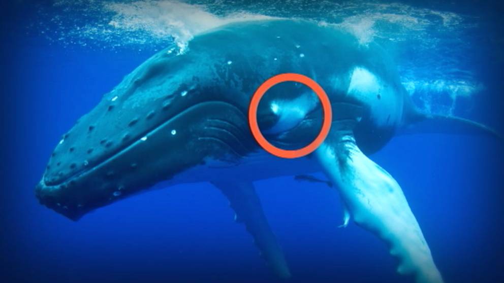 Blåvalar hälsoundersöks – via öronvax | SVT Nyheter