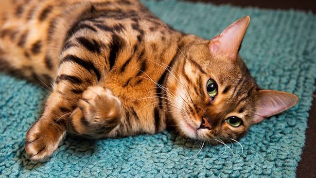 Olagligt att lämna katten ensam | SVT Nyheter