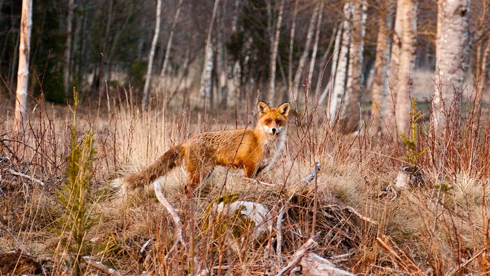 Skabbräv jagas i Örebro | SVT Nyheter