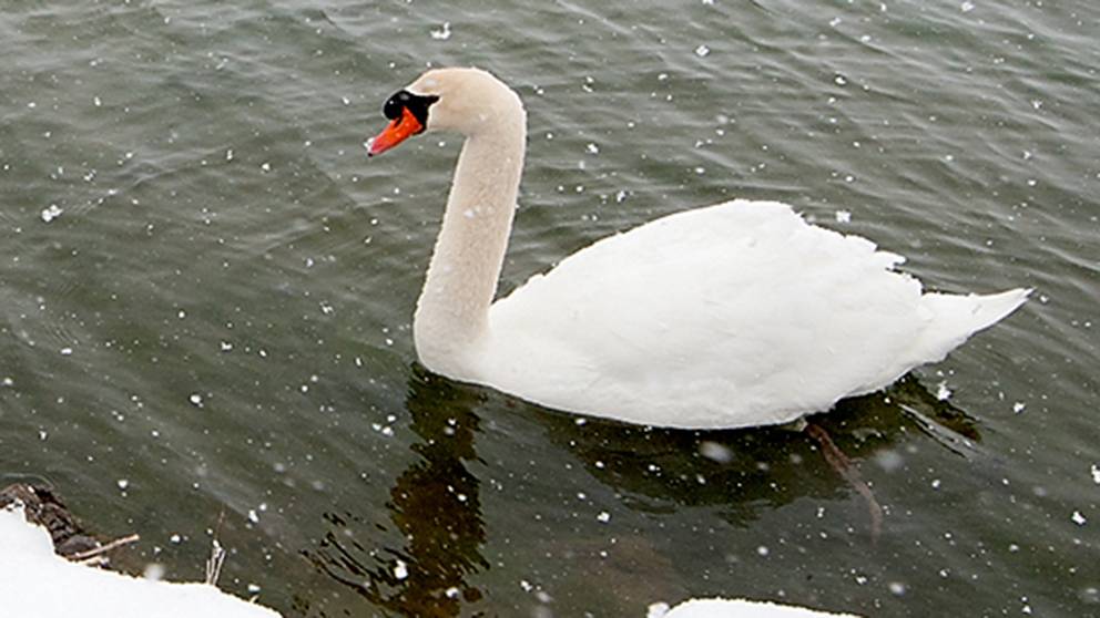 Skadad svan stoppade tåg | SVT Nyheter