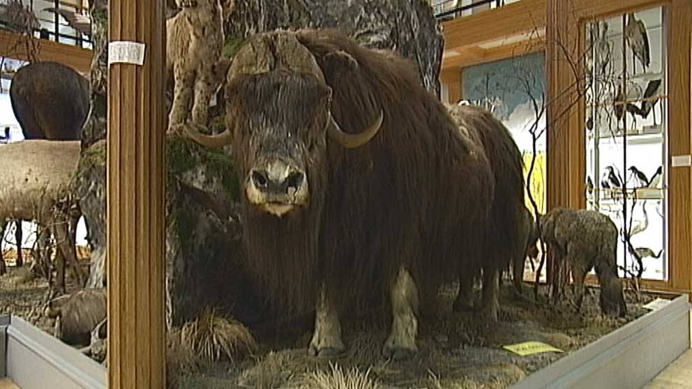 Beslut om framtiden för Biologiska museet stoppas upp | SVT Nyheter