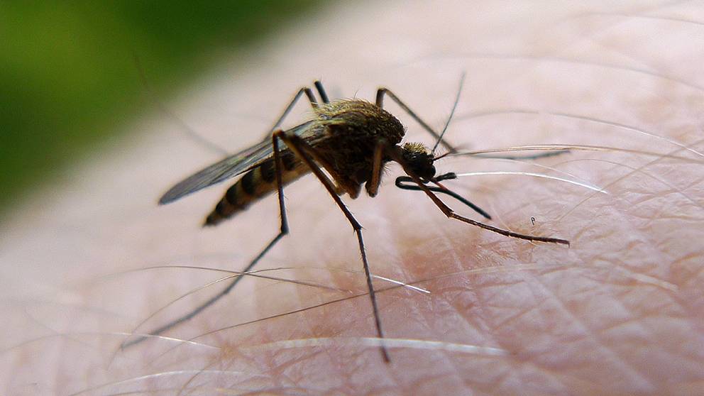 Jättemyggen har vaknat | SVT Nyheter