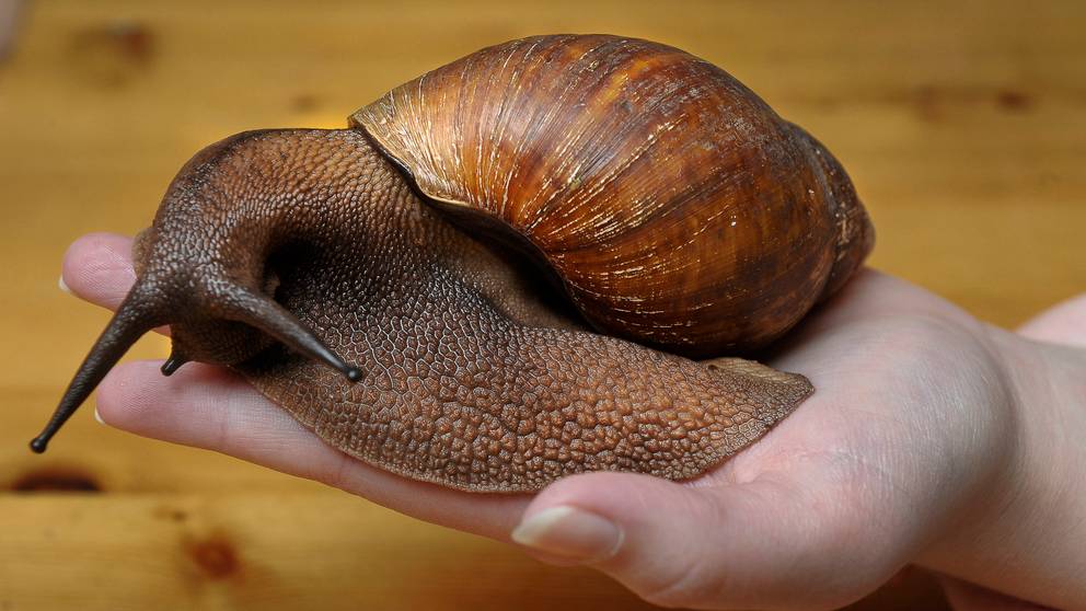 I snigelfart genom tullen | SVT Nyheter