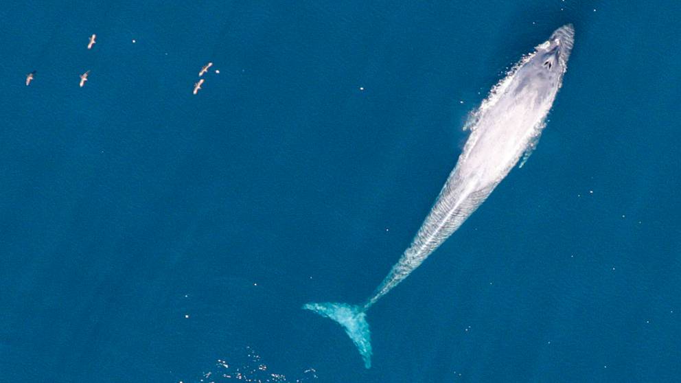 Blåvalscomeback i Stilla havet | SVT Nyheter