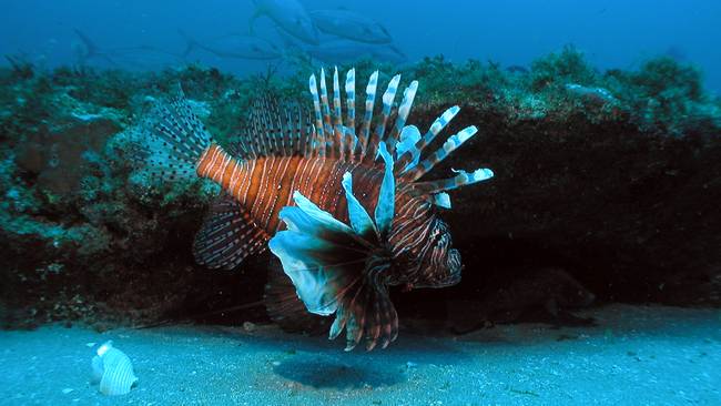 Giftig drakfisk invaderar Medelhavet | SVT Nyheter