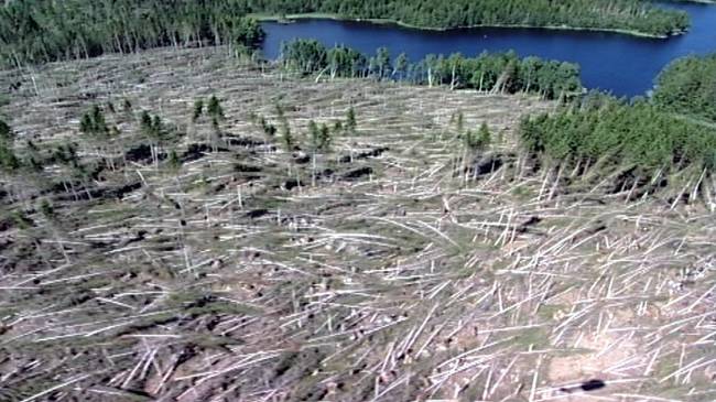 Efter Gudrun: Från kolkälla till kolsänka | SVT Nyheter