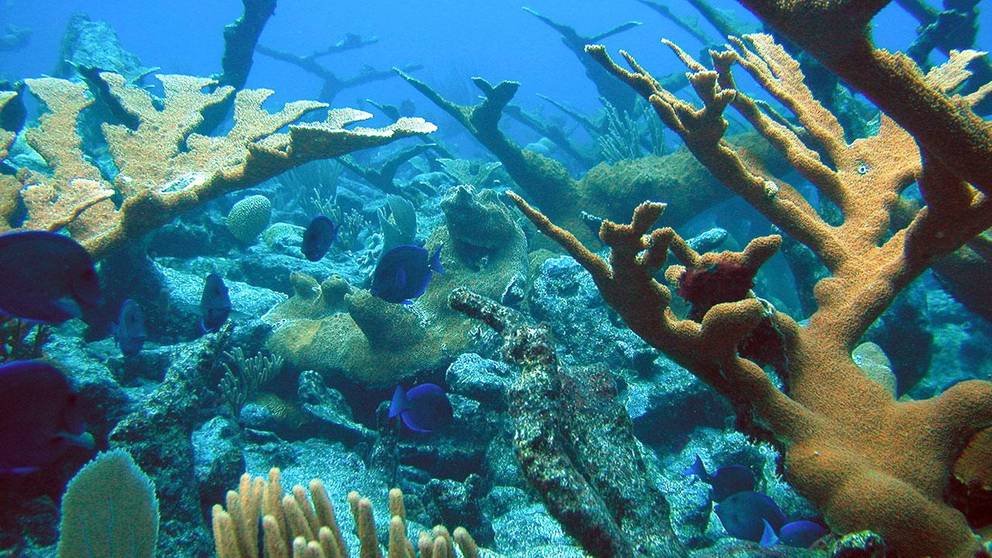 ”Rädda korallreven med djurförädling” | SVT Nyheter