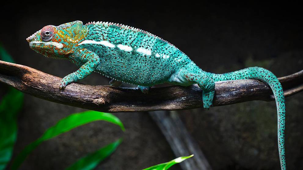 Så byter kameleonten färg | SVT Nyheter