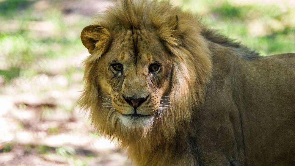 Lejon på rymmen i Sydafrika | SVT Nyheter