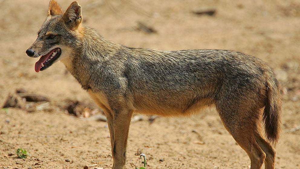 Schakaler kan etablera sig i Danmark | SVT Nyheter
