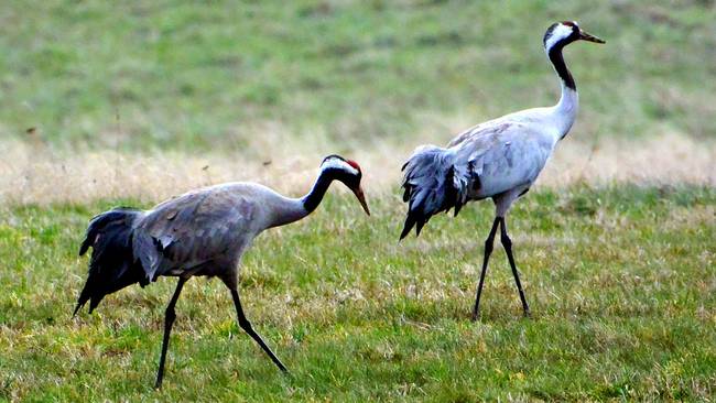 Tillåter skyddsjakt på trana | SVT Nyheter