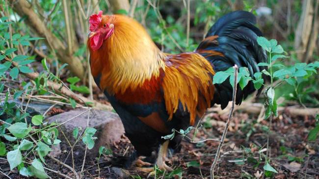 Ture är Sveriges finaste tupp | SVT Nyheter