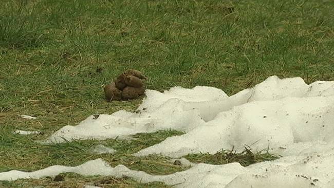 Hundbajs tinar fram i snön – kommun uppmanar invånarna: ”Plocka upp ...