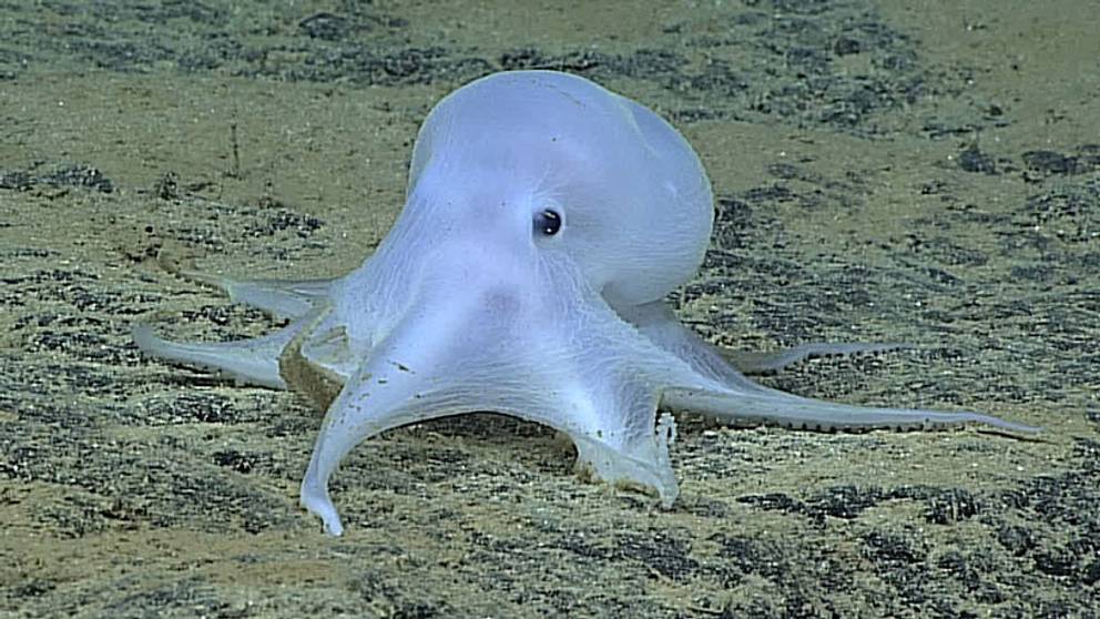 Spöklik bläckfisk hittad i oceanen | SVT Nyheter