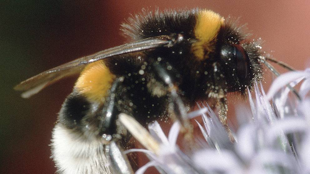 Humlor – smartare än vad du tror | SVT Nyheter