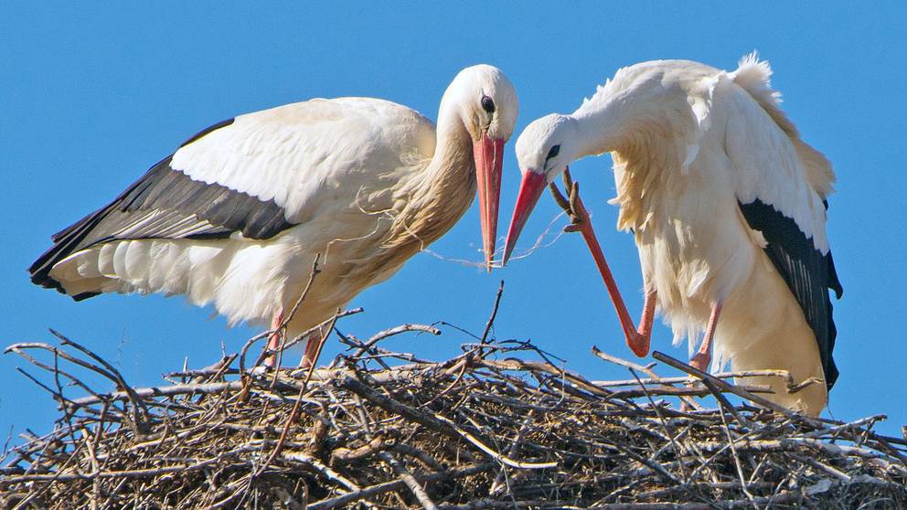 Skånska storkar till prins Oscar | SVT Nyheter