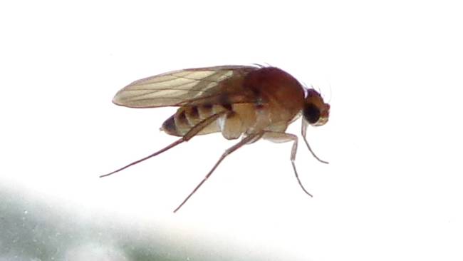 Köttätande fluga härjar i Kallinge | SVT Nyheter