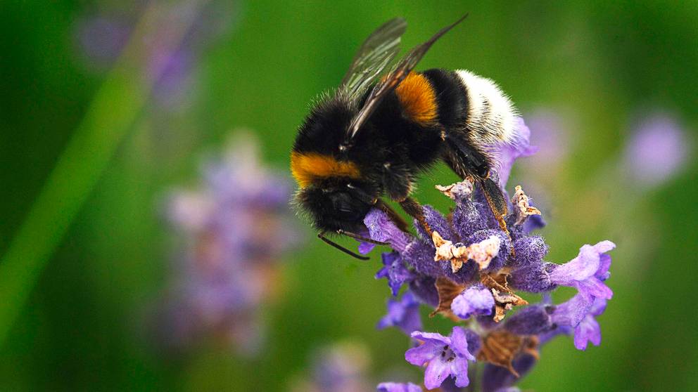 Humlor dör som flugor | SVT Nyheter