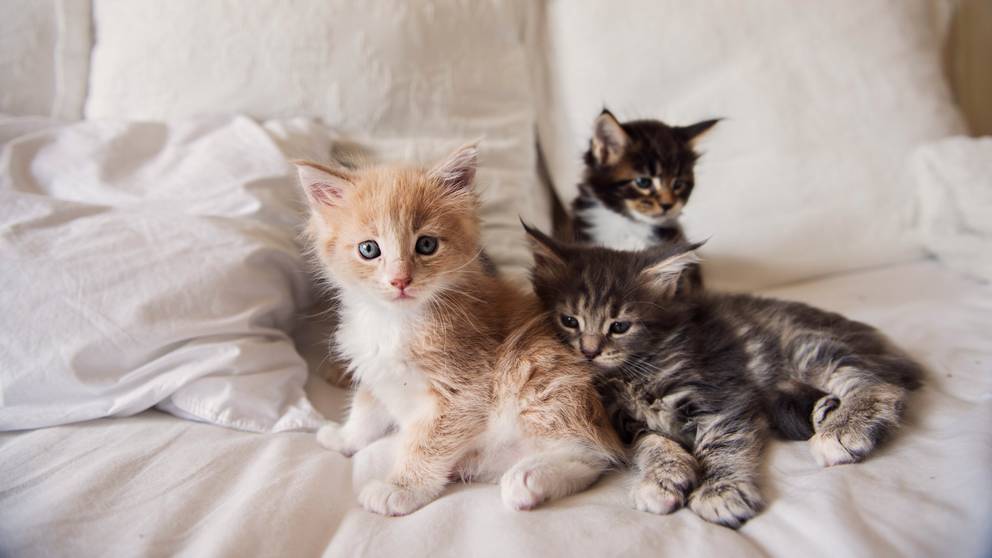 Forskare: ”Katter har sannolikt dialekt” | SVT Nyheter