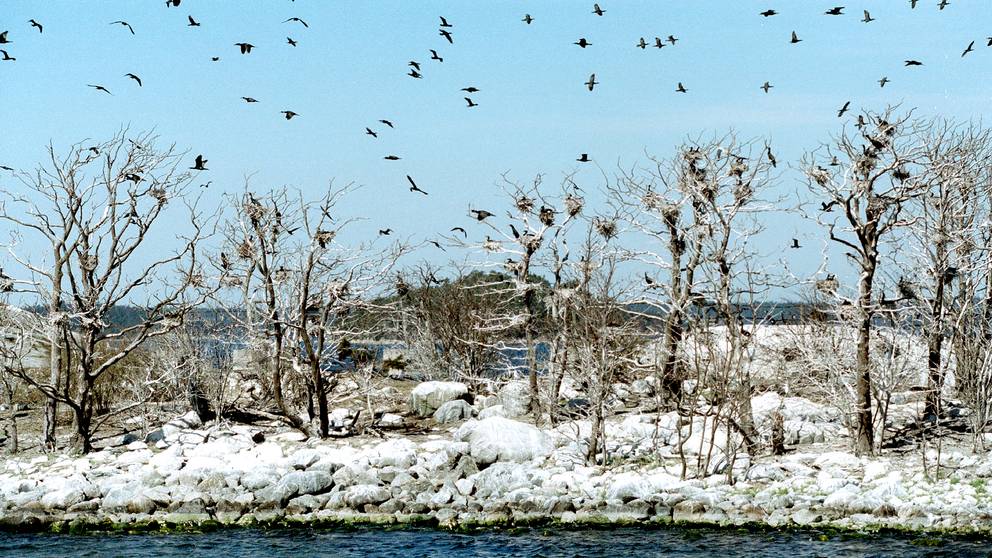 Skarvar dödade i massaker på skärgårdsö | SVT Nyheter