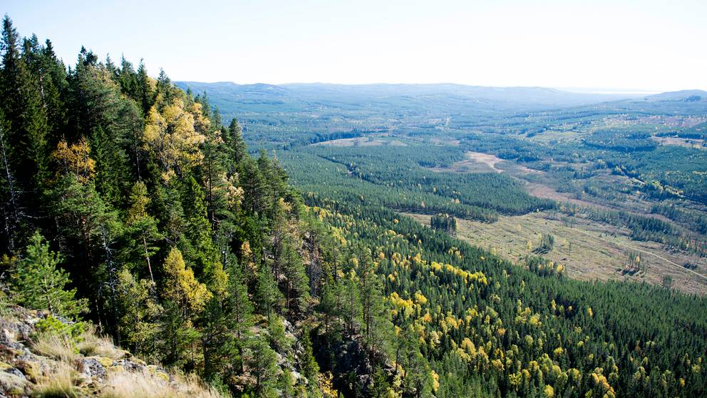 Svensk skog breder ut sig allt mer | SVT Nyheter