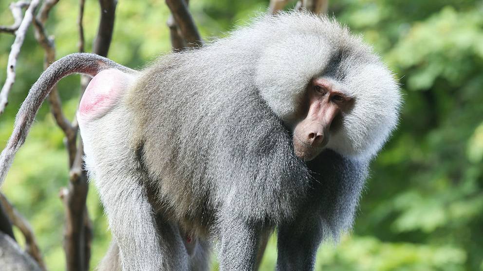 Babianhannar dödar ofödda ungar | SVT Nyheter