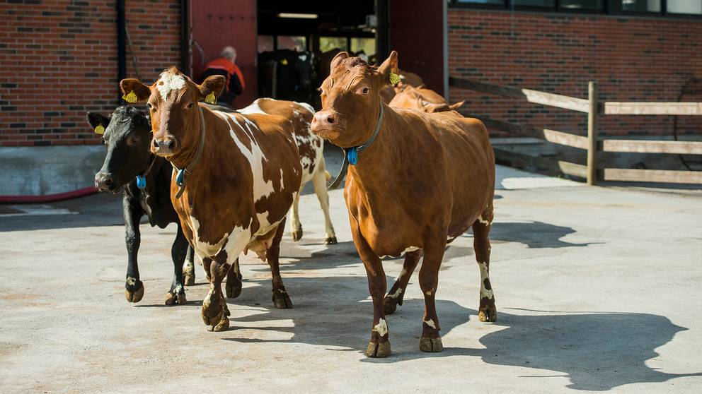 Stort antal kossor har rymt – varnar för trafikhinder runt E12 | SVT ...