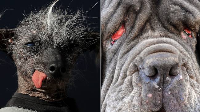 Martha – världens fulaste hund | SVT Nyheter