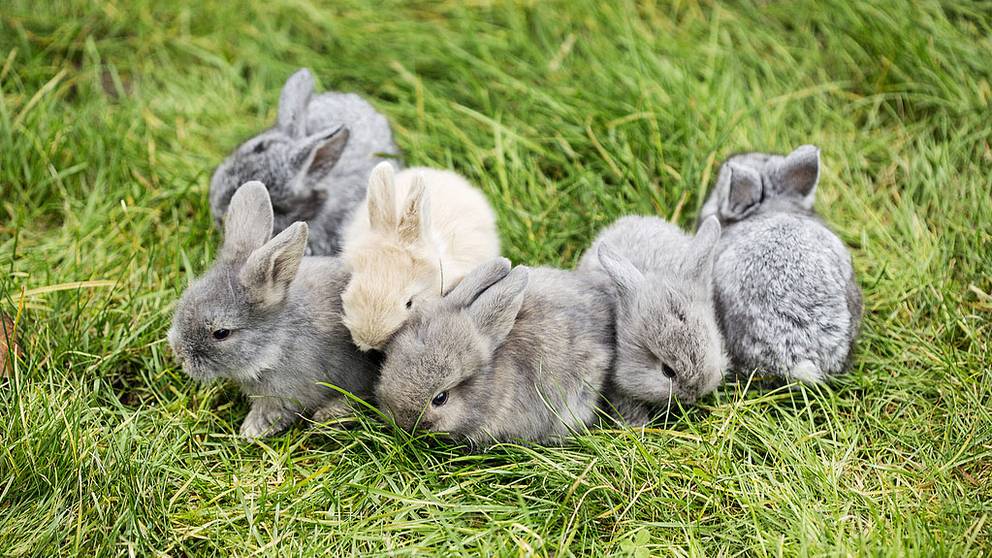 Kaninsjuka slog inte hårt i år | SVT Nyheter
