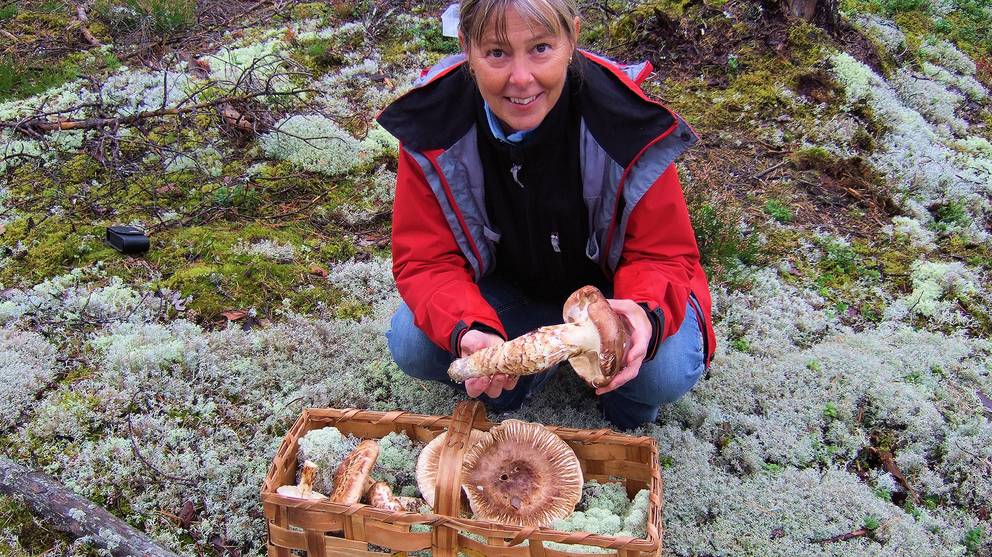 Svampexperten delar med sig av sina bästa tips | SVT Nyheter
