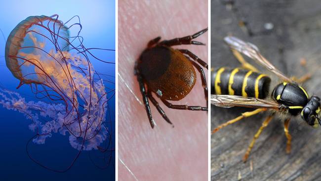 Djuren som behövs – trots allt | SVT Nyheter