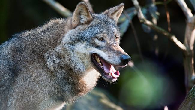 Varg skjuten utanför Falun | SVT Nyheter