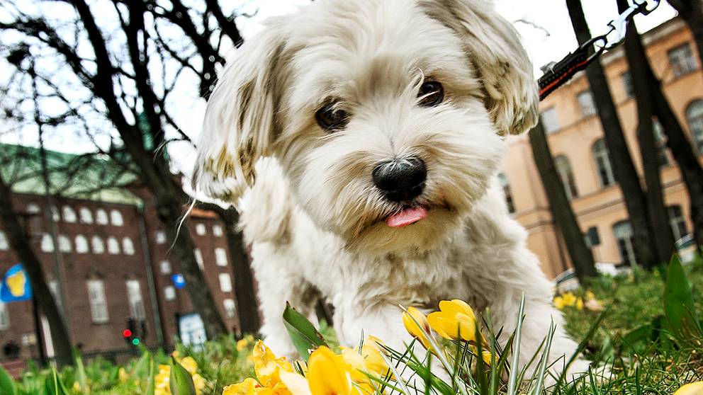 Här är Sveriges populäraste hundraser | SVT Nyheter