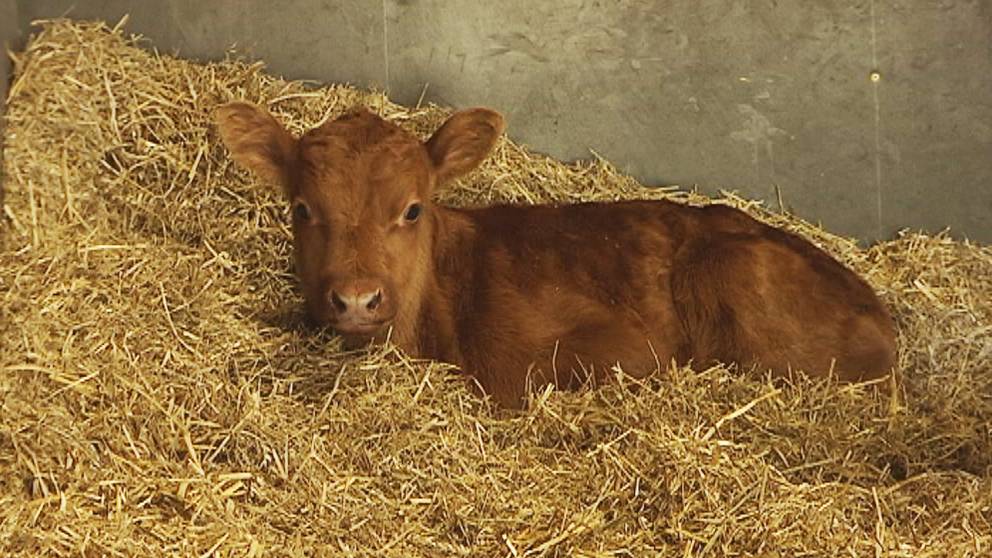 Vad ska den lille kalven heta? | SVT Nyheter