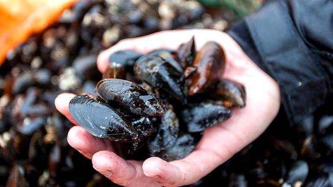 Risk när ”Fröken Mussla” har tystnat | SVT Nyheter
