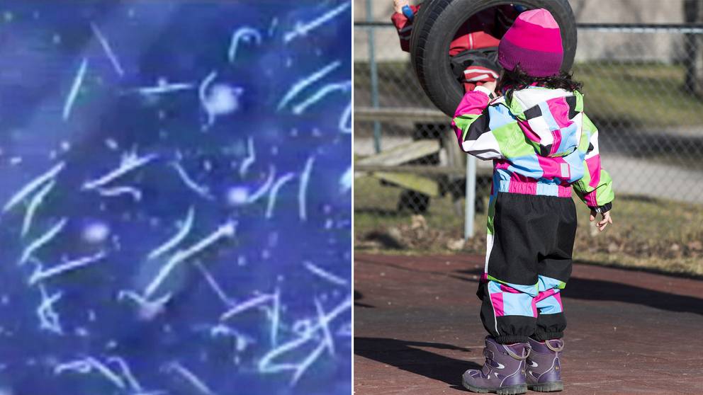 Explosionsartad ökning av springmask – nätdoktorer nedringda i jakt på ...