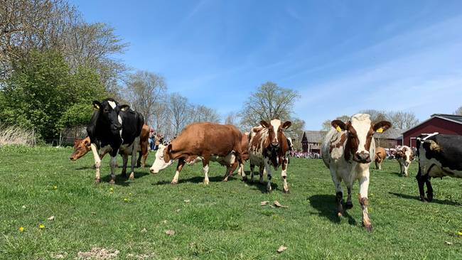 Här springer kossorna ut i hagen för sommaren | SVT Nyheter