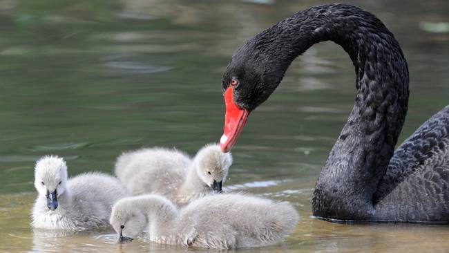 Sällsynt svart svan siktad utanför Västervik | SVT Nyheter