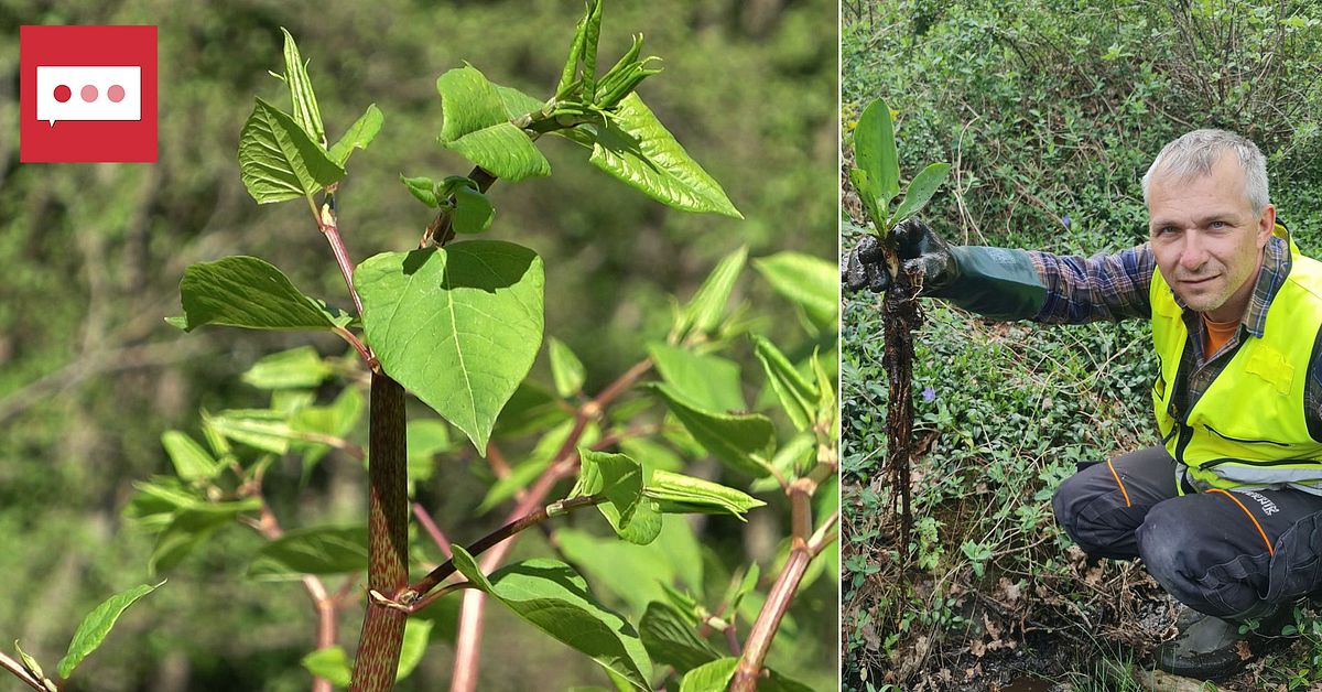 Experten om parkslide: ”Sök information på rätt ställe” | SVT Nyheter