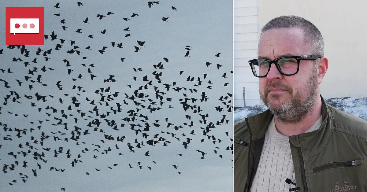 Kråkor, skator och kajor som skräpar ned – så ska fågelplågan lösas i ...