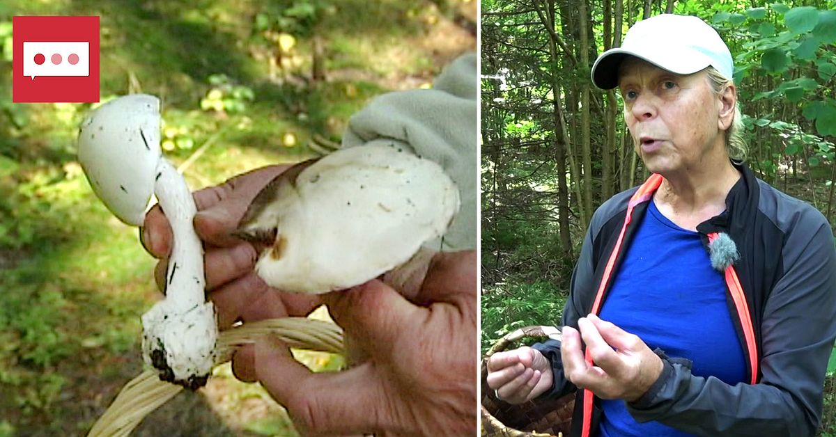 Experten: Så känner du igen vit flugsvamp – giftig och potentiellt livsfarlig | SVT Nyheter