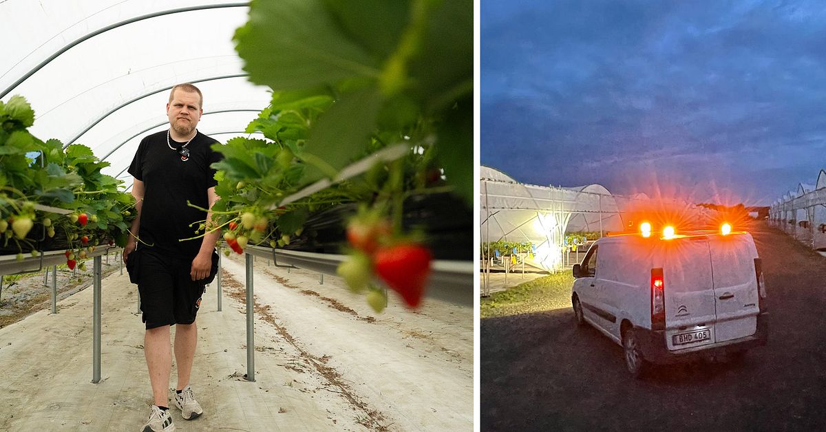 Uppsalaföretagets drag mot jordgubbstjuvarna: Extrautrustad vaktbil ...