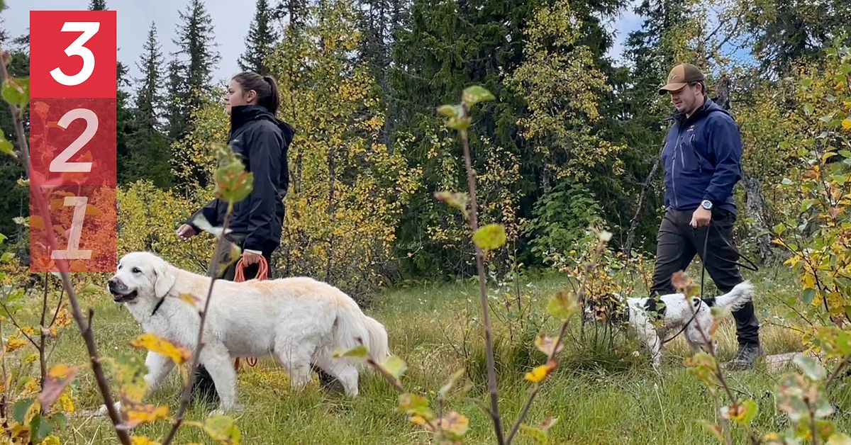 Hellre nära än långt bort – här är tre trender i fjällturismen | SVT ...
